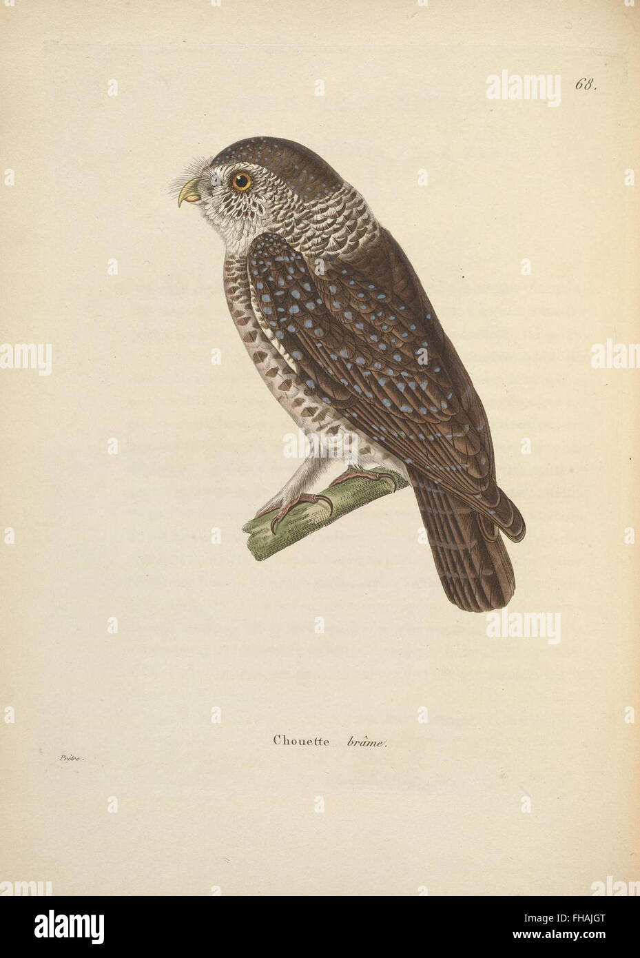 A French illustrated collection of hand-colored plates depicting ...