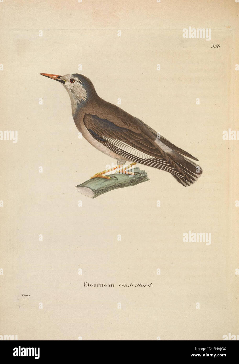 A French collection of color plates depicting various bird species ...