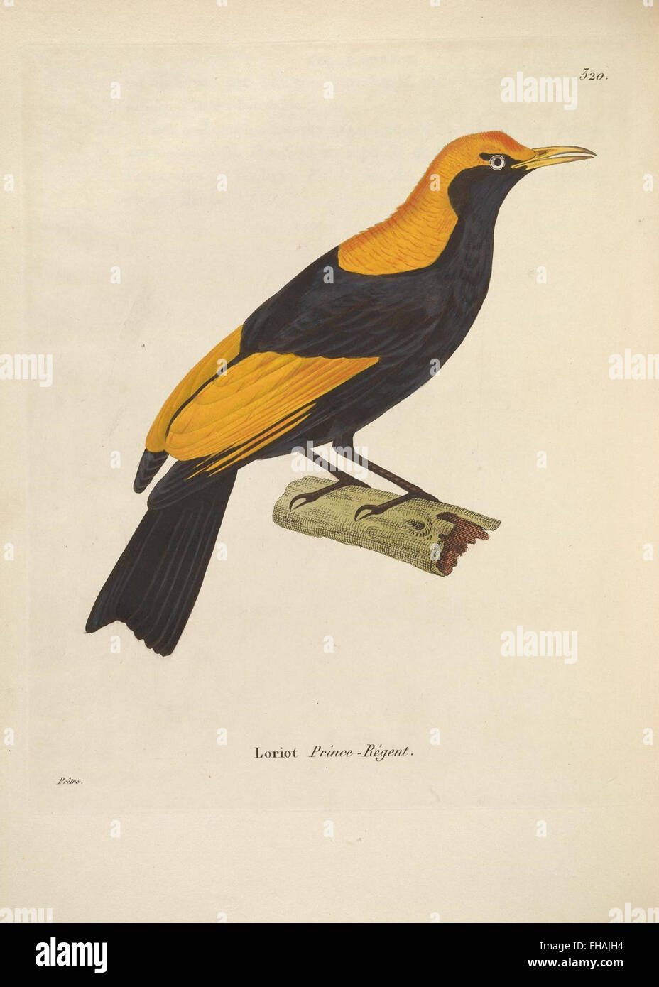 A collection of hand-colored plates featuring various bird species ...