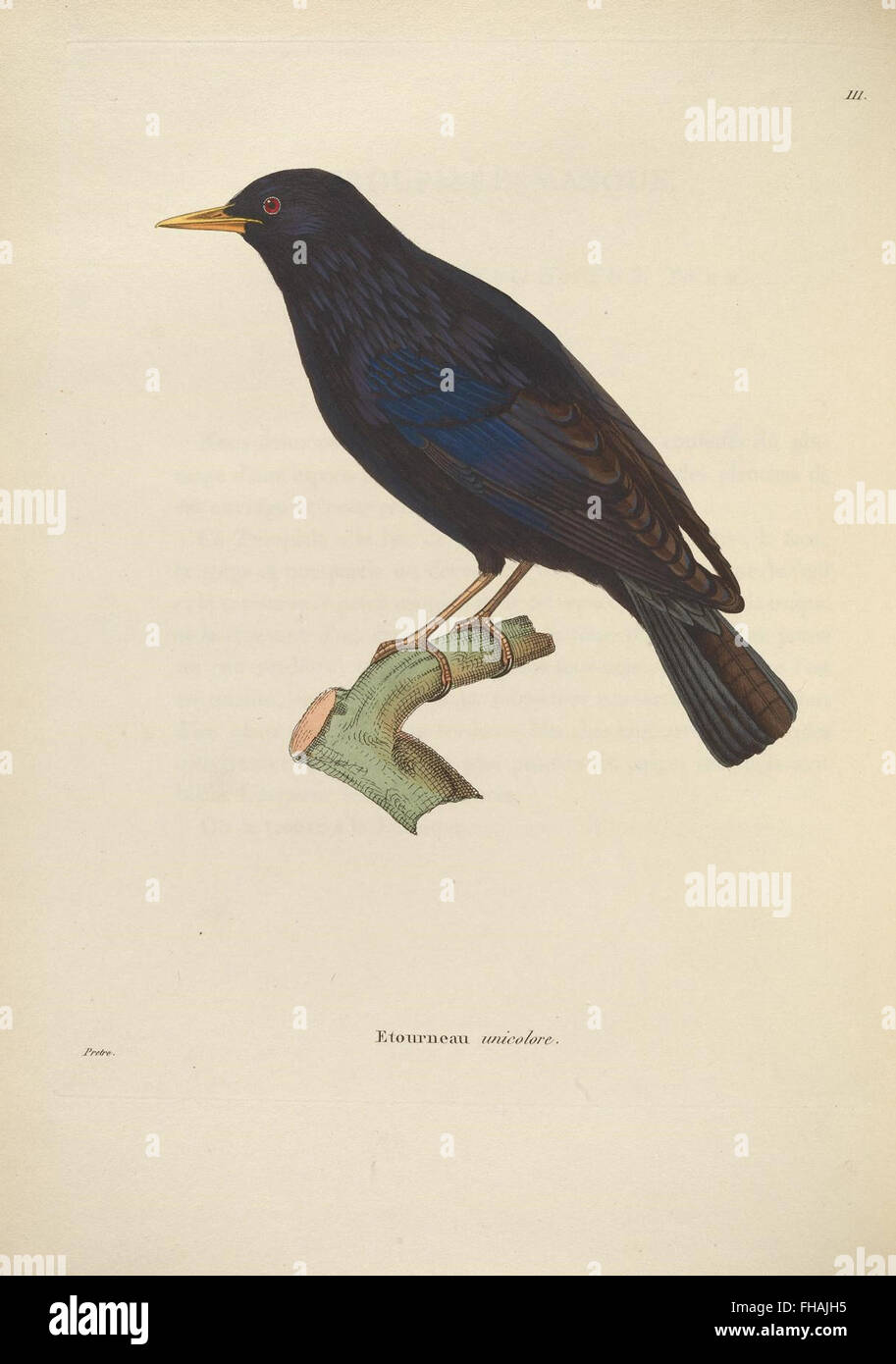 A colorful collection of bird illustrations, showcasing various avian ...