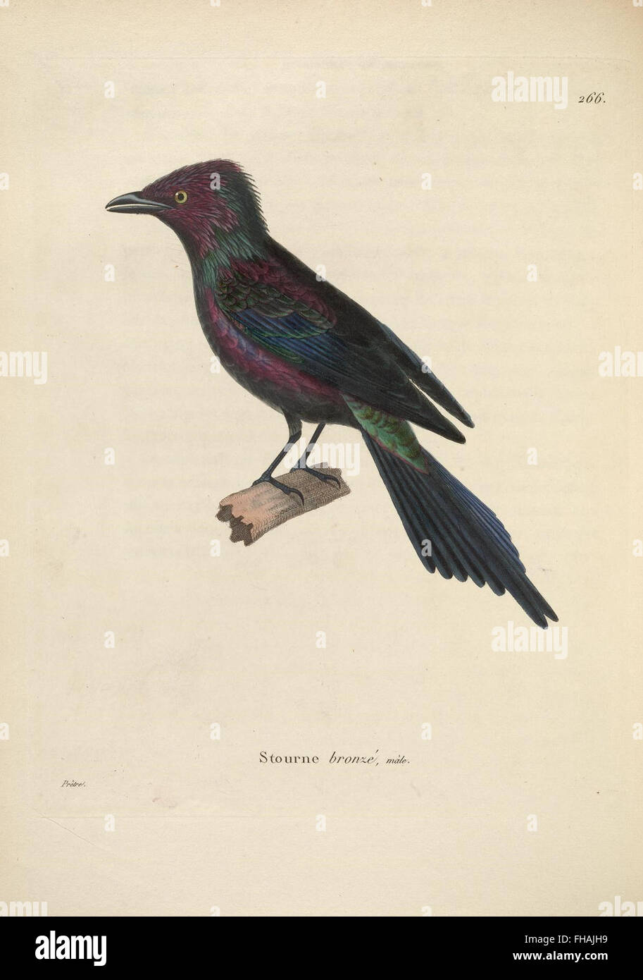 A collection of hand-colored bird illustrations, showcasing various ...