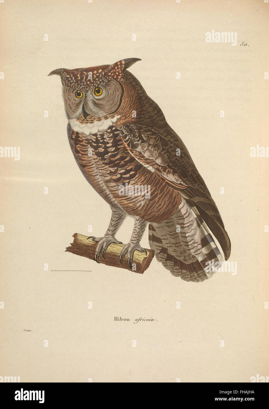 New collection of colored plates of birds, featuring exquisite ...