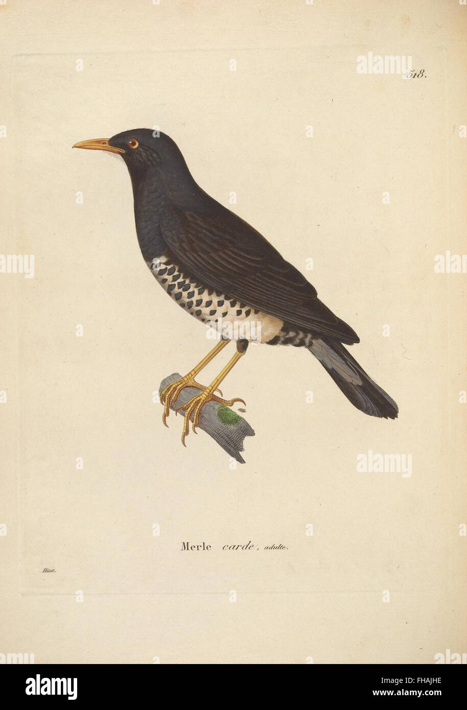 bird illustrations, ornithology, French birds, avian studies, bird ...