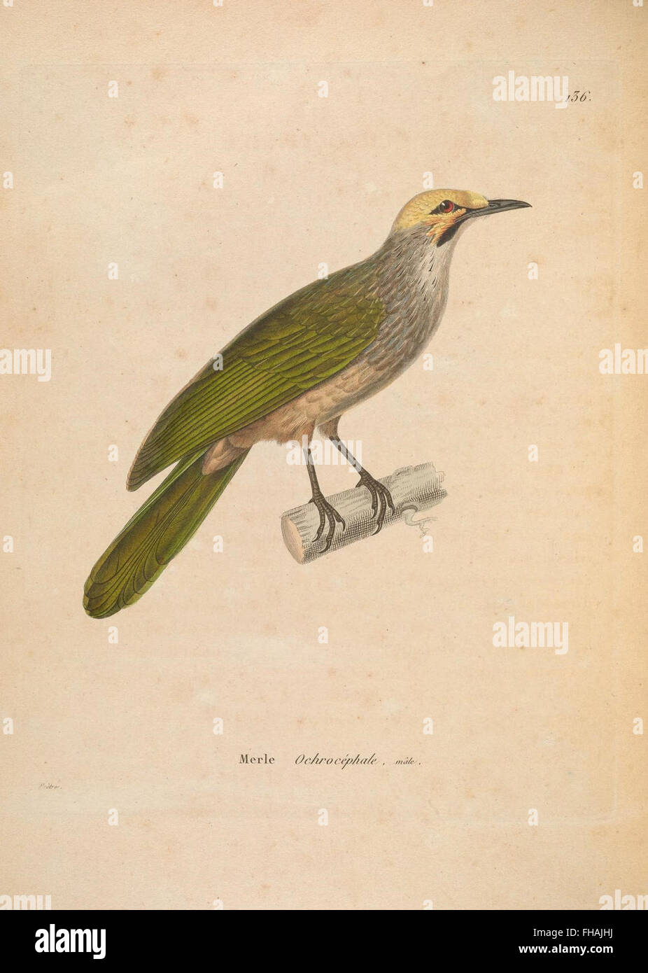 A collection of color plates of birds, offering detailed illustrations ...