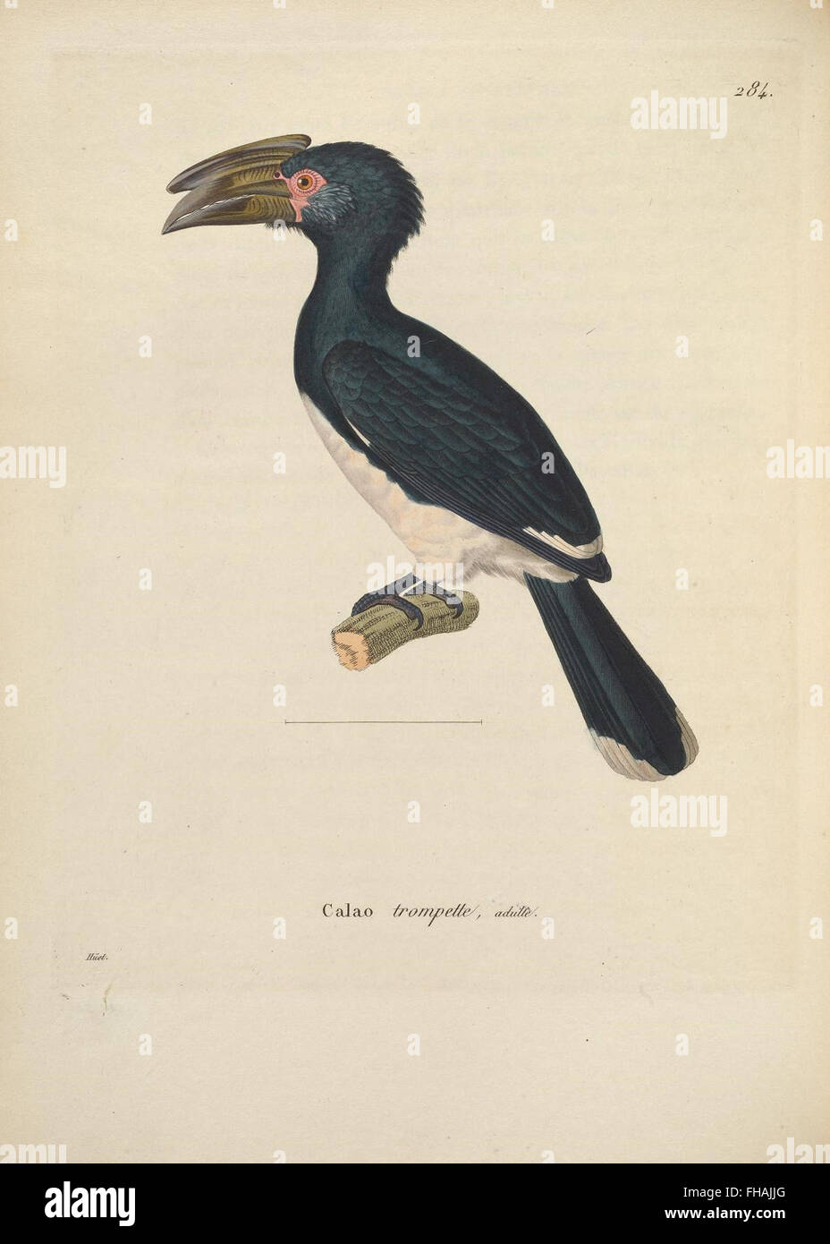 The 19th-century bird illustrations featuring colored bird plates ...