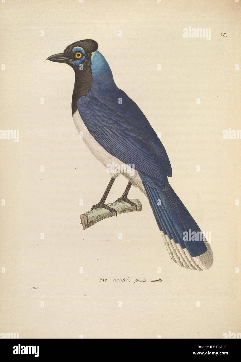 A French pictorial work showcasing colorful illustrations of birds ...
