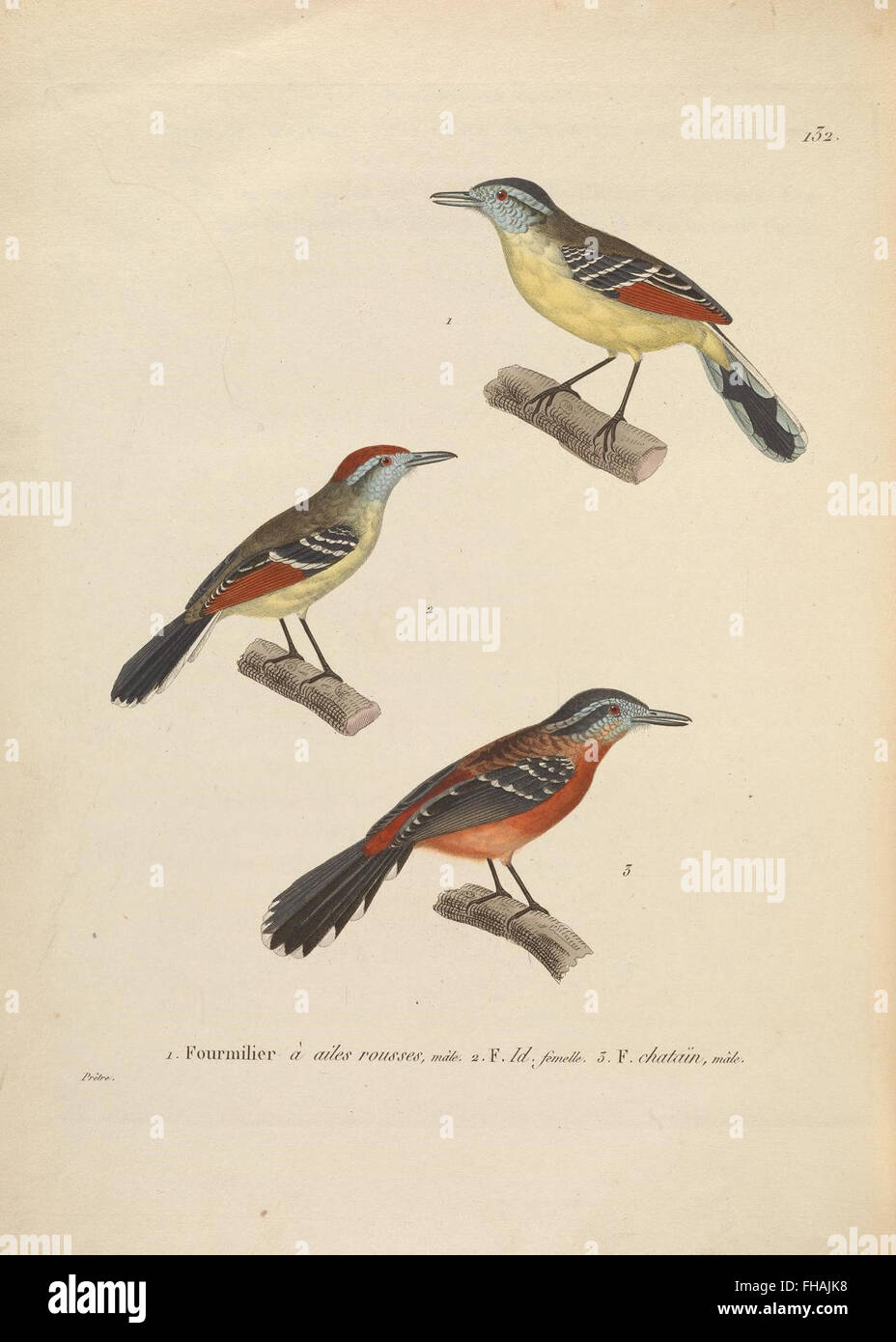 This work is a visual compilation of bird species, presented through a ...