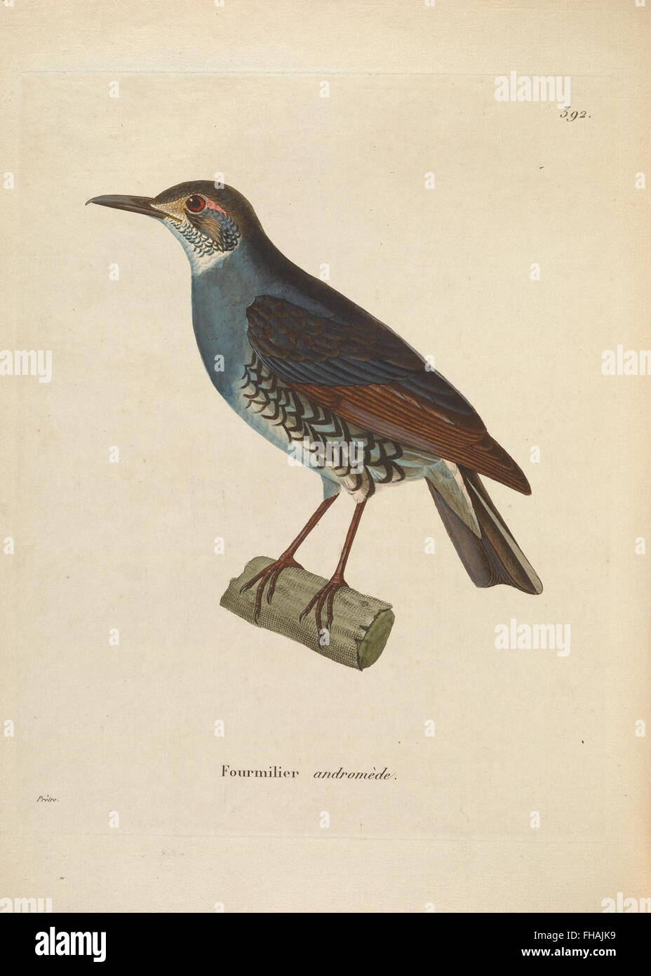 A collection of beautifully colored bird illustrations, showcasing a ...