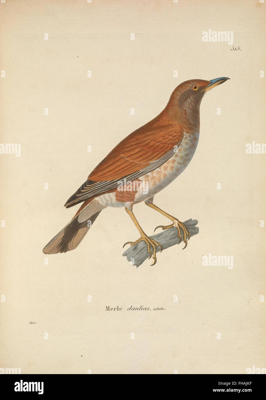 A collection of colored illustrations of birds, offering a visual ...