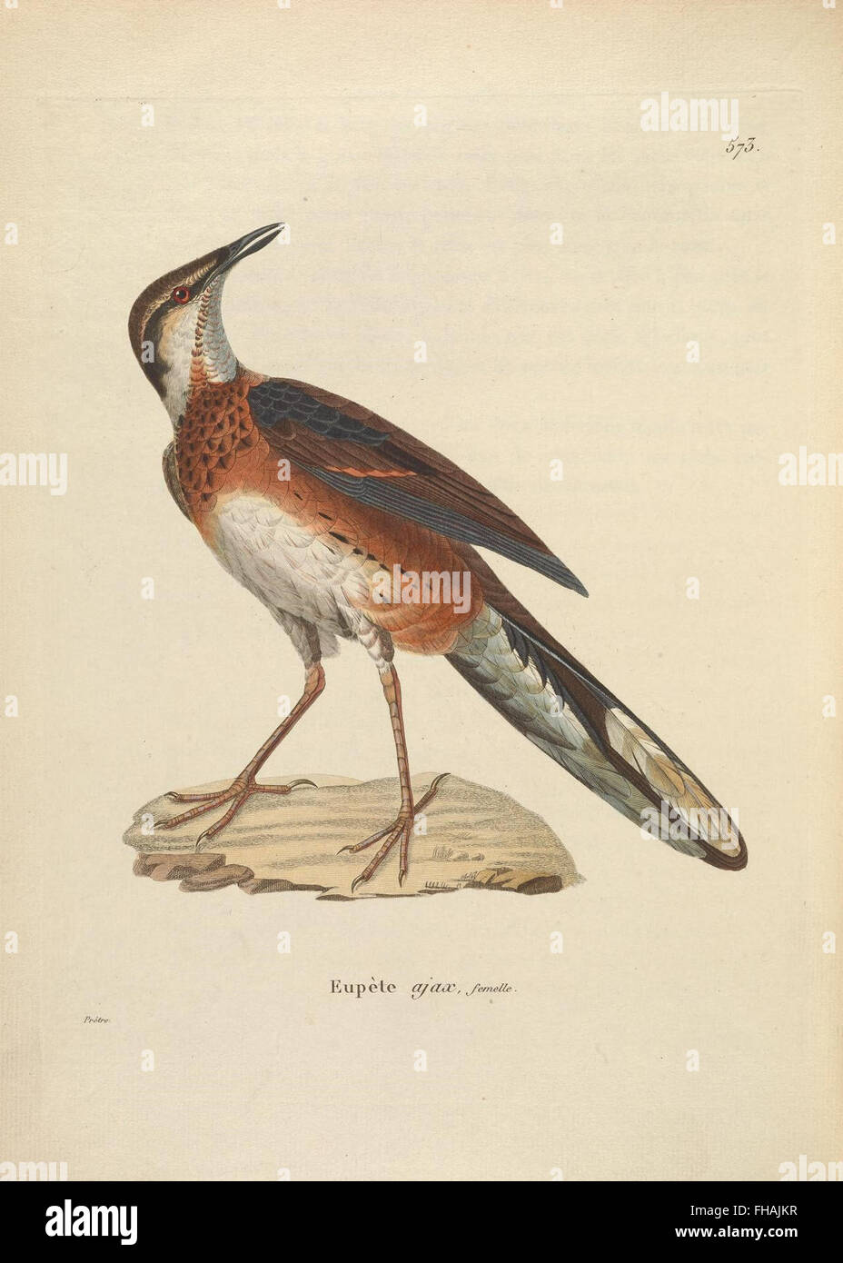 The new collection of ornithological illustrations features colored ...