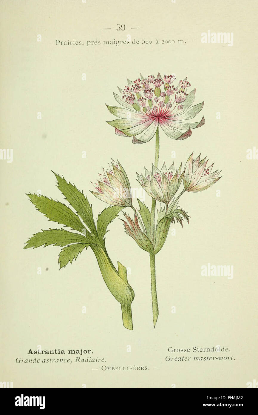 A colorful pocket flora guide to the plants of the Alps and Pyrenees ...
