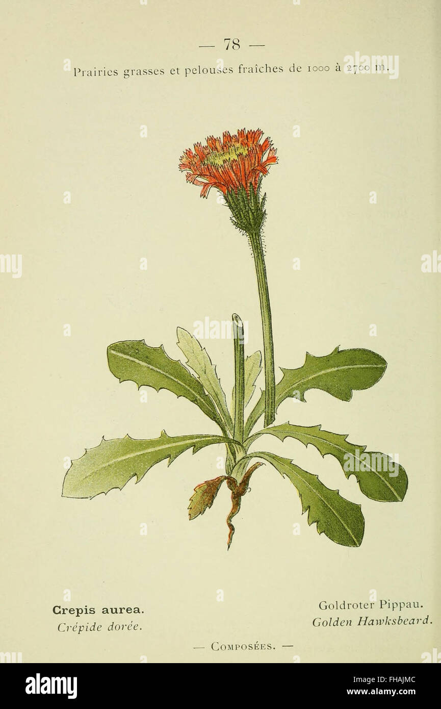 A French guide to the flora of the Alps and Pyrenees, featuring color ...