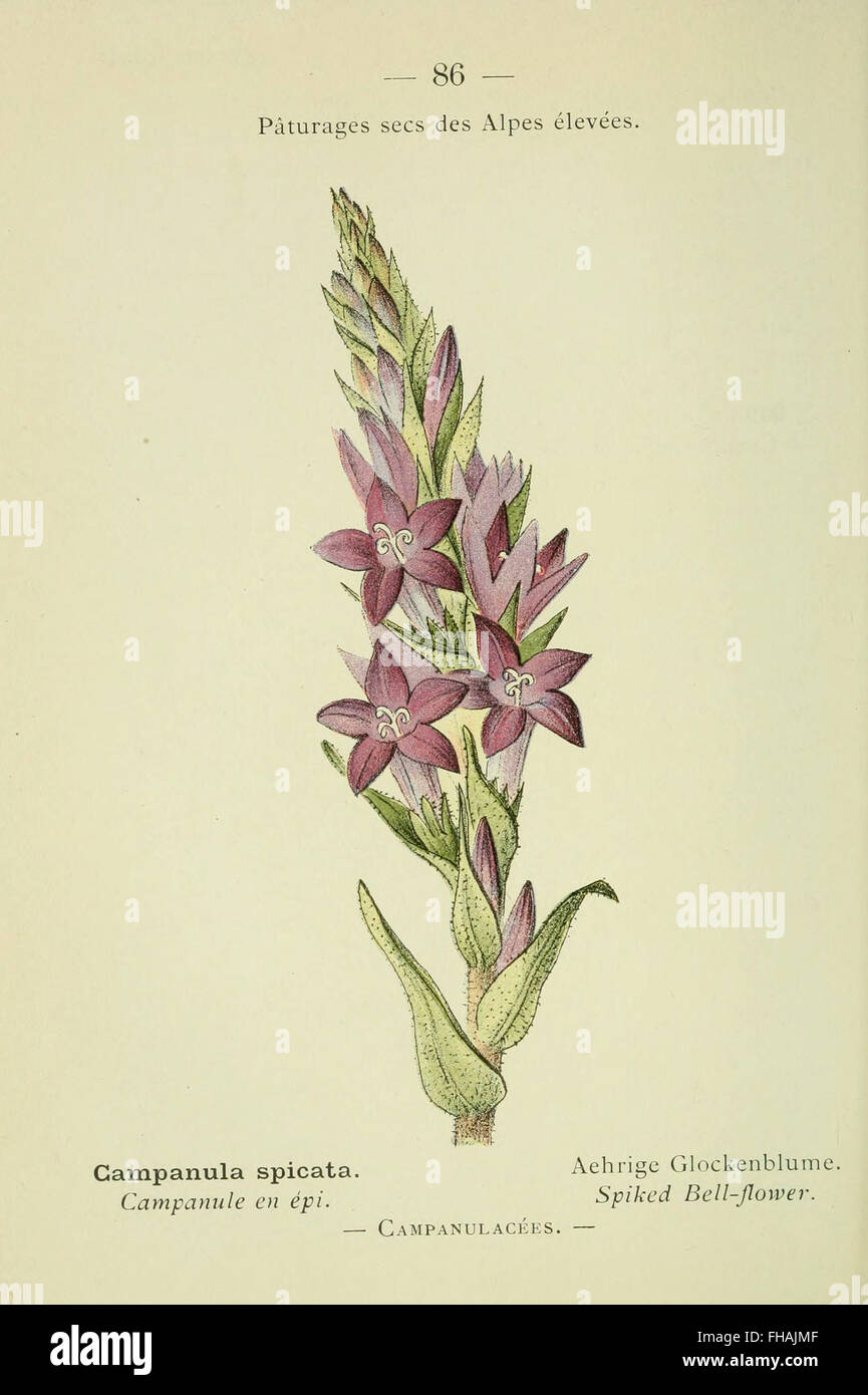 A pocket-sized illustrated flora catalog documenting the plants of the ...
