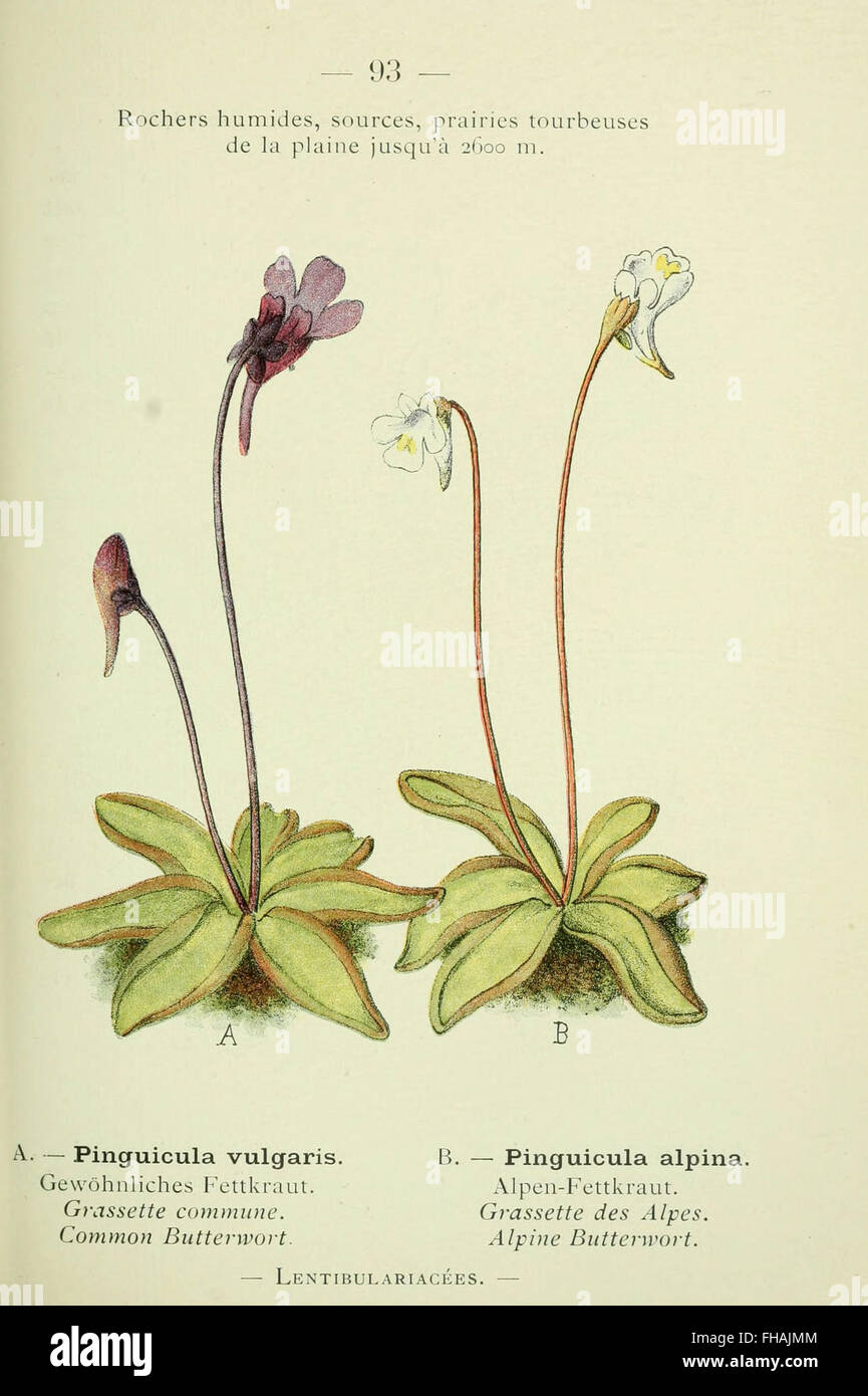 A pocket-sized, color-illustrated flora of the Alps and Pyrenees ...