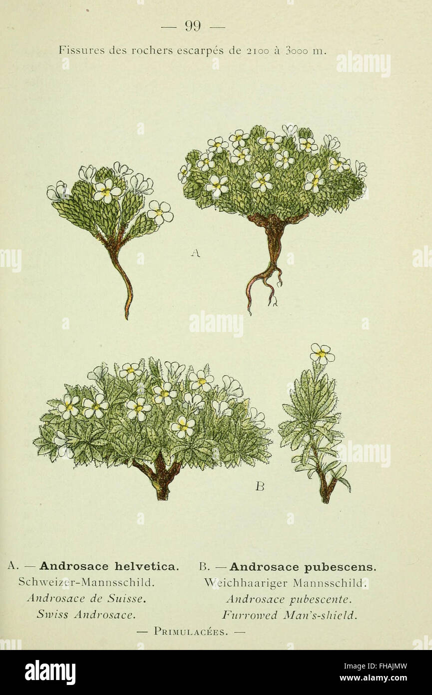 A detailed pocket guide to the flora of the Alps and Pyrenees ...