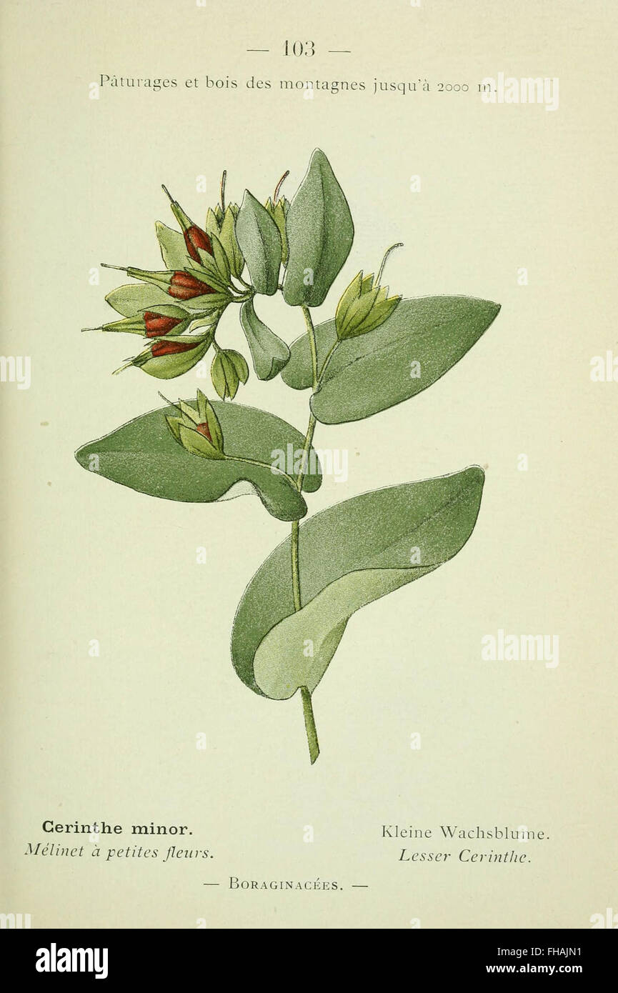 A pocket-sized illustrated flora of the Alps and Pyrenees, showcasing ...