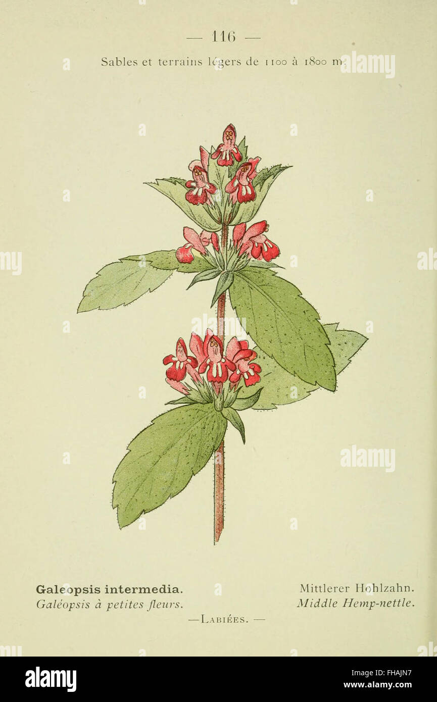 Pocket-sized illustrated flora of the Alps and Pyrenees, showcasing ...