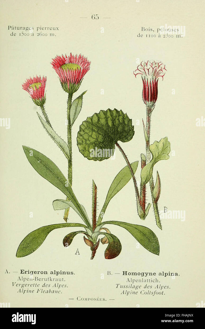 A pocket-sized illustrated guide to the flora of the Alps and Pyrenees ...