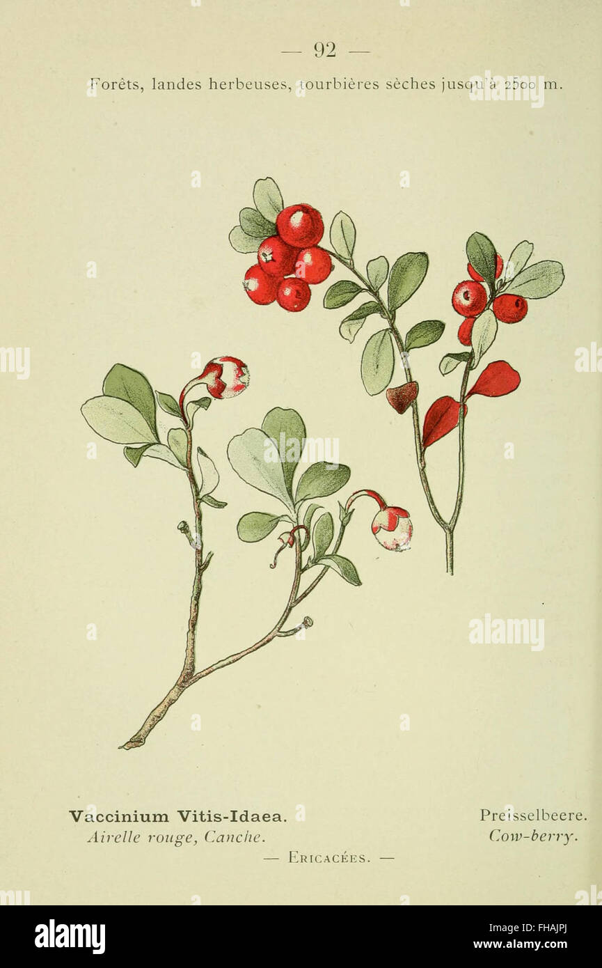 Botanical illustration of alpine plants from the Alps and Pyrenees ...