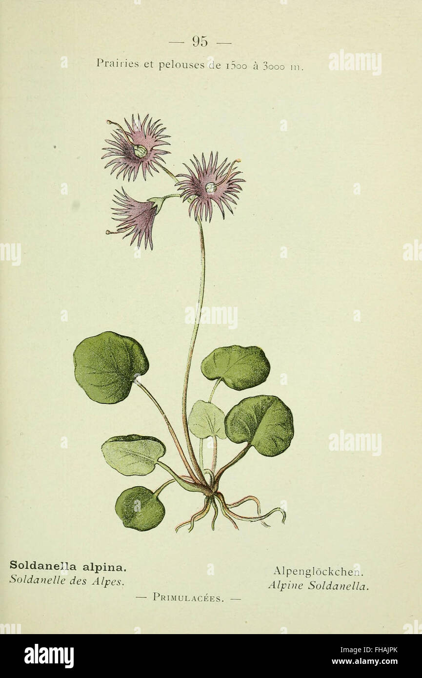 A French botanical guide to the flora of the Alps and Pyrenees ...