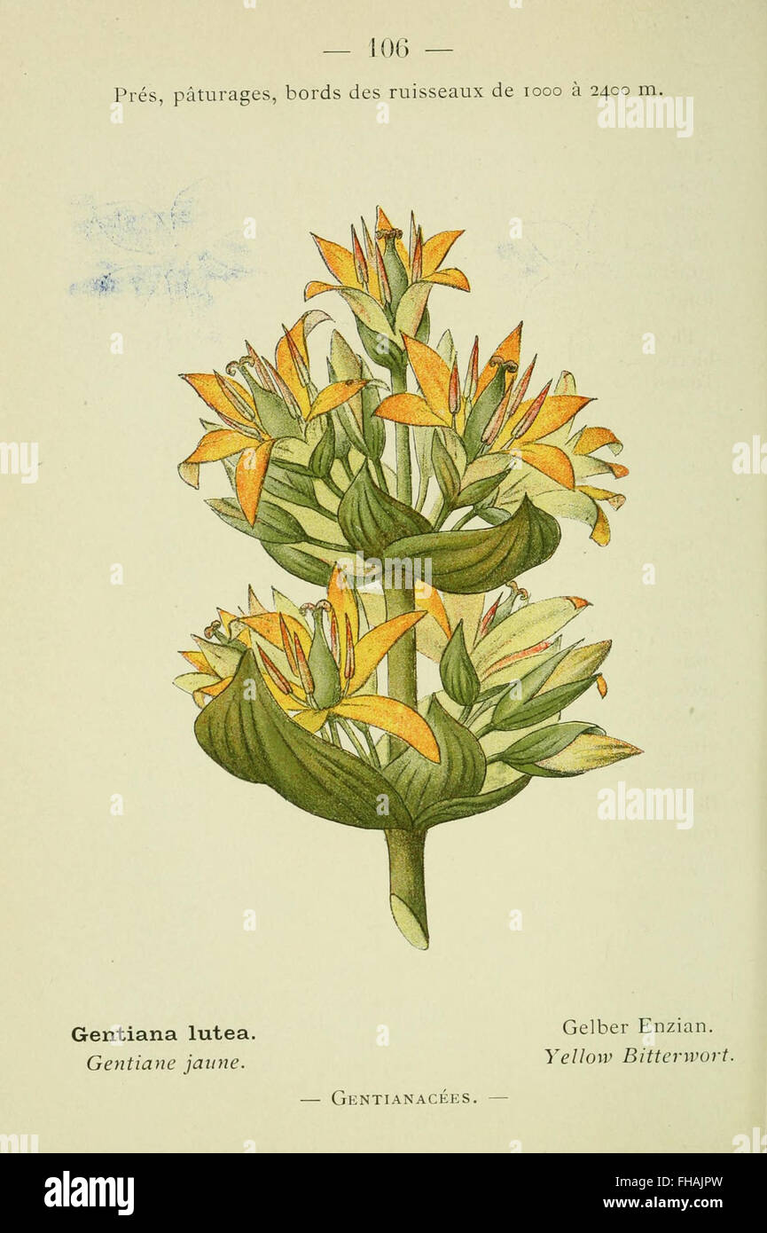 A botanical work showcasing the plants of the Alps and Pyrenees, with ...