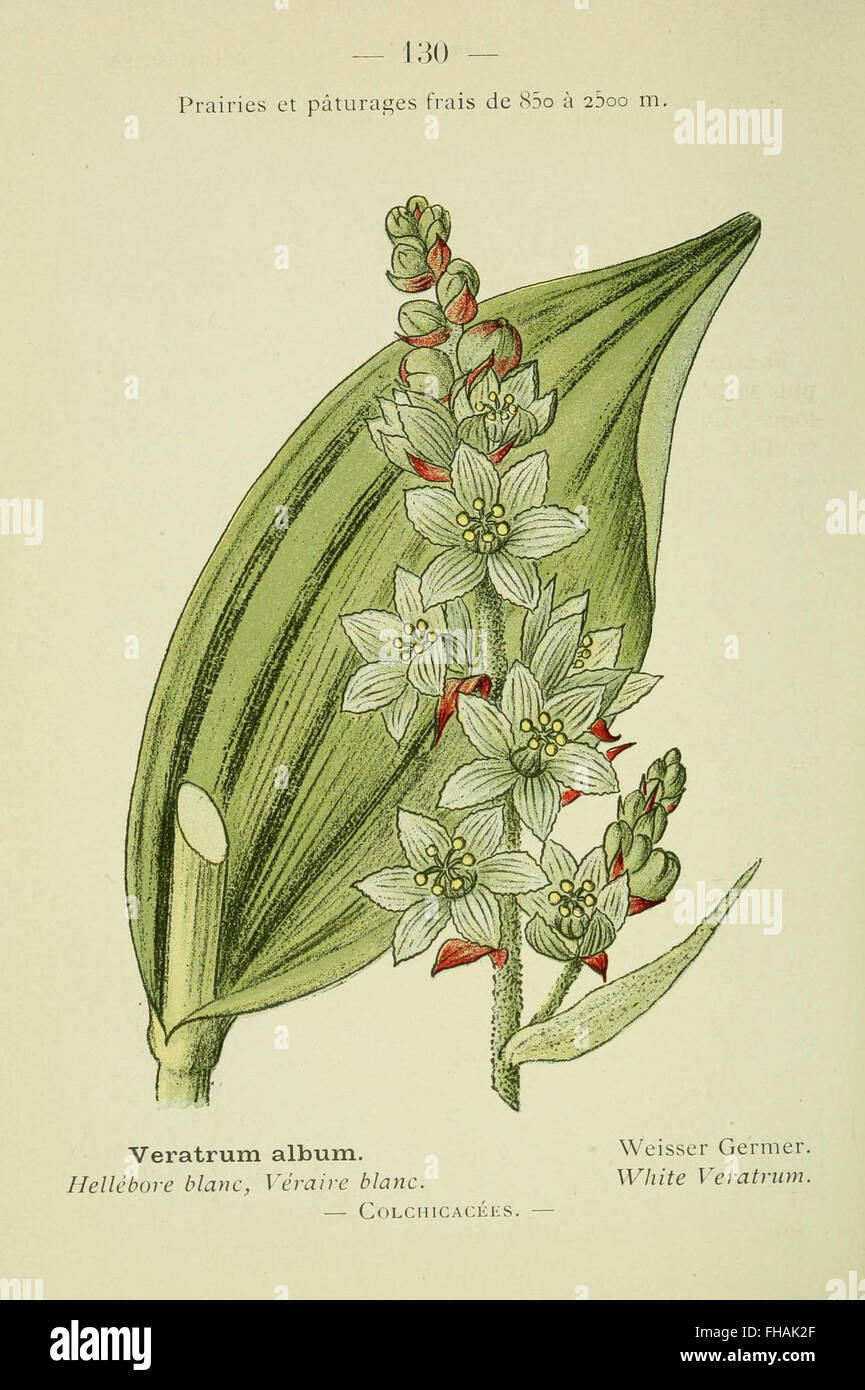 A pocket-sized illustrated guide to the flora of the Alps and Pyrenees ...