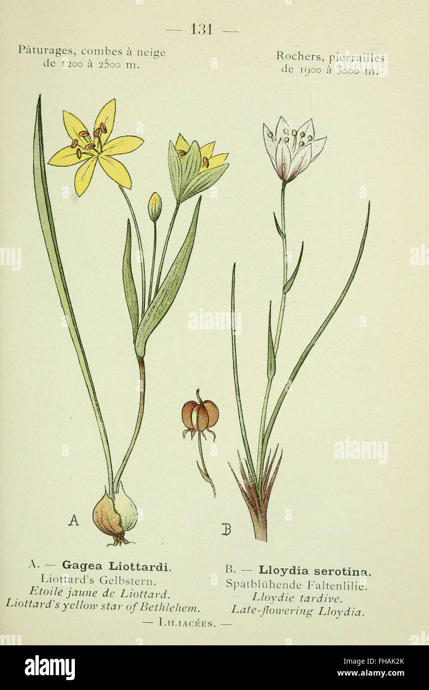 A pocket-sized, color-illustrated flora guide of the Alps and Pyrenees ...