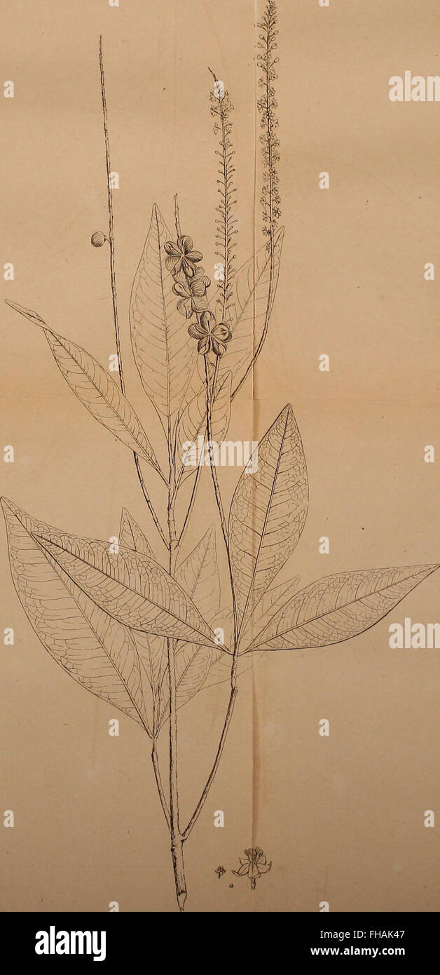 A 1823 scientific journal publication detailing physical and medical ...