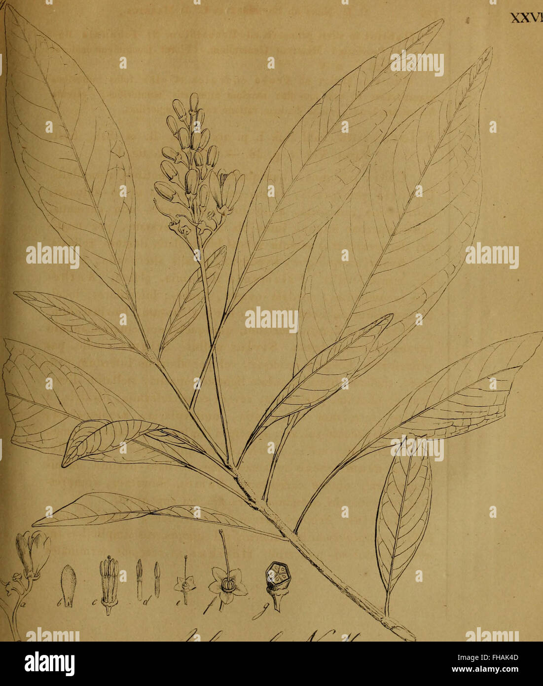 A scientific journal from 1823 focusing on the intersection of physics ...