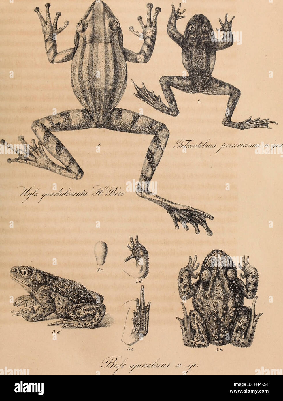 A scientific journal from 1835 focusing on the latest physical and ...