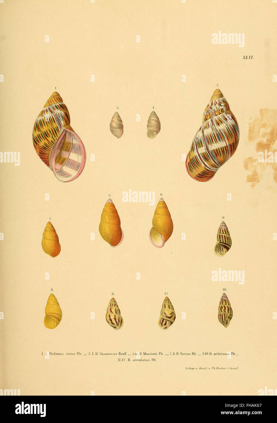 A collection of conchological studies and illustrations of mollusks ...