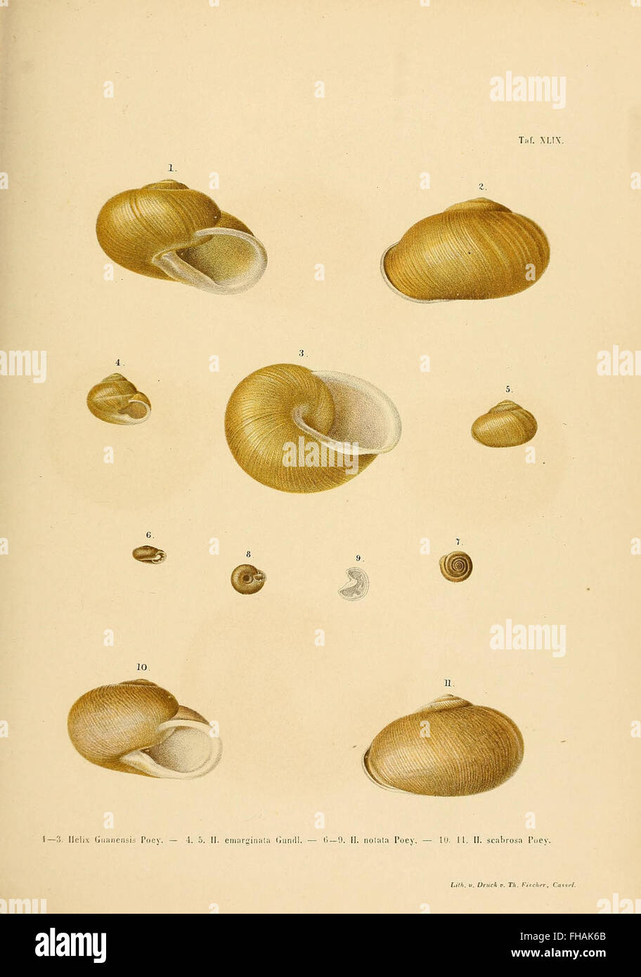 A scientific work focusing on the identification and description of ...