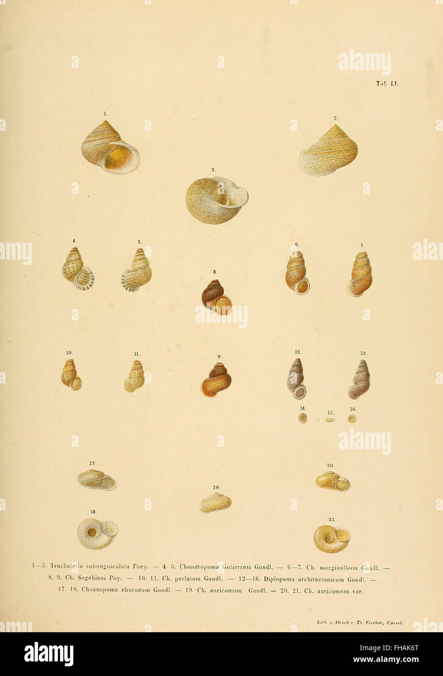 A pictorial work documenting various mollusk species, part of the ...
