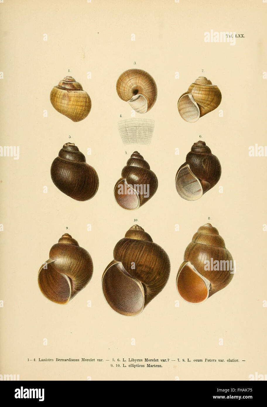 A scientific work on new species and classifications within the field ...