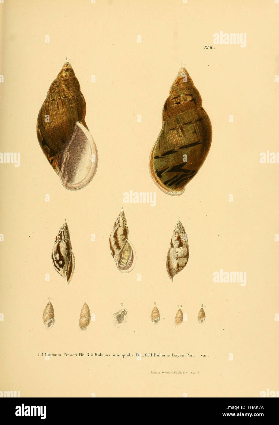 A work detailing new findings in the field of malacology, focusing on ...