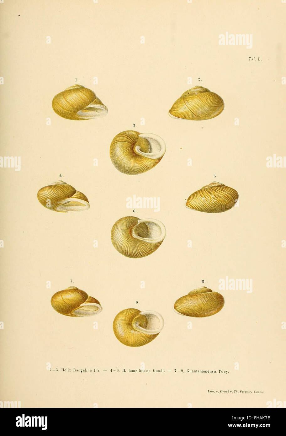 A publication on mollusks, featuring detailed illustrations of various ...