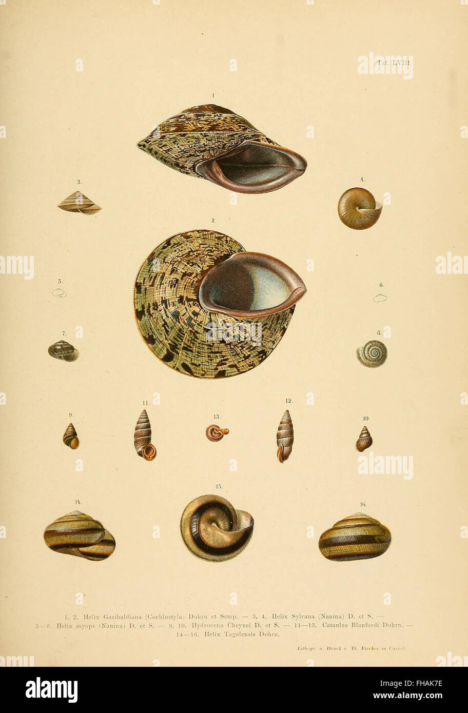 A scholarly work dedicated to conchology, featuring new and rare ...