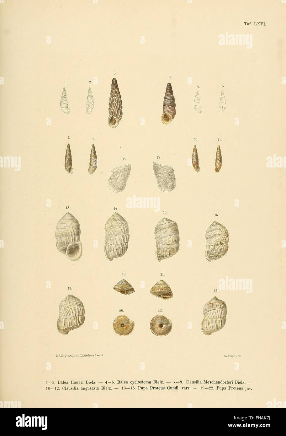A work documenting newly discovered mollusk species, with detailed ...