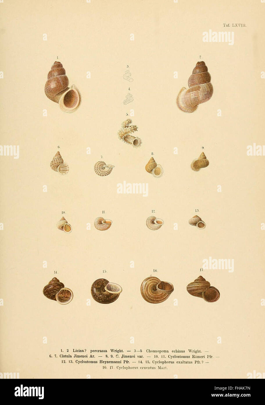 A collection of new findings and discoveries in conchology, focusing on ...