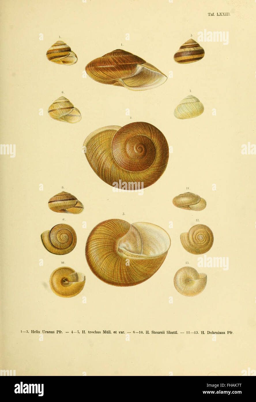 A pictorial collection of mollusk species, part of the Novitates ...