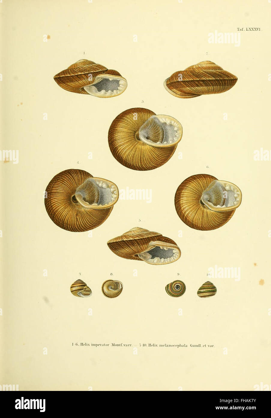 A scholarly publication featuring detailed illustrations of mollusks ...