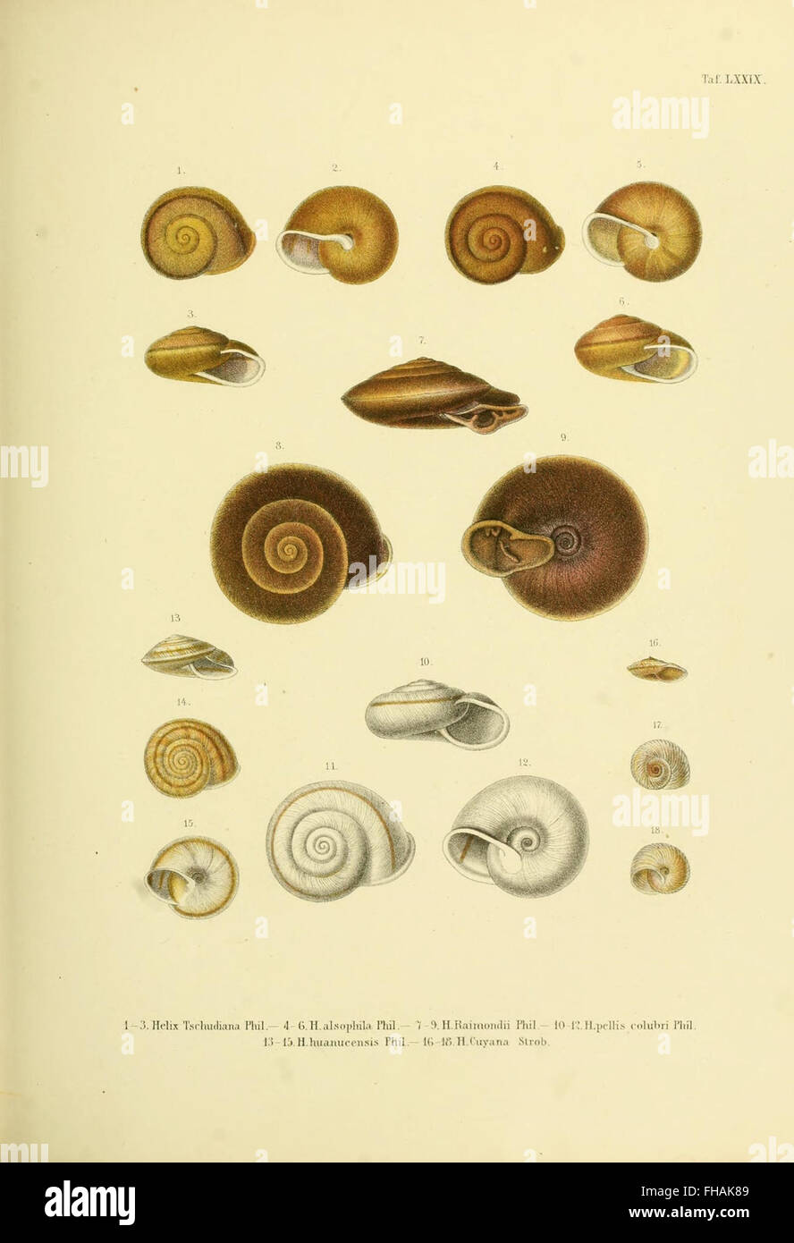 A scientific work on mollusks and shells, focusing on their ...