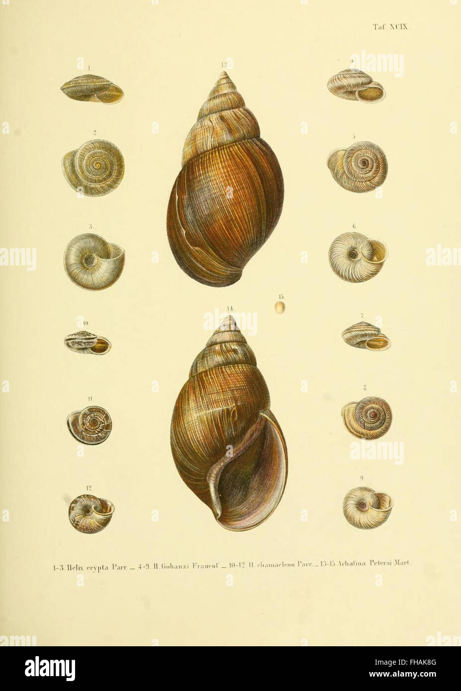 A collection of conchological studies, focusing on mollusk species and ...