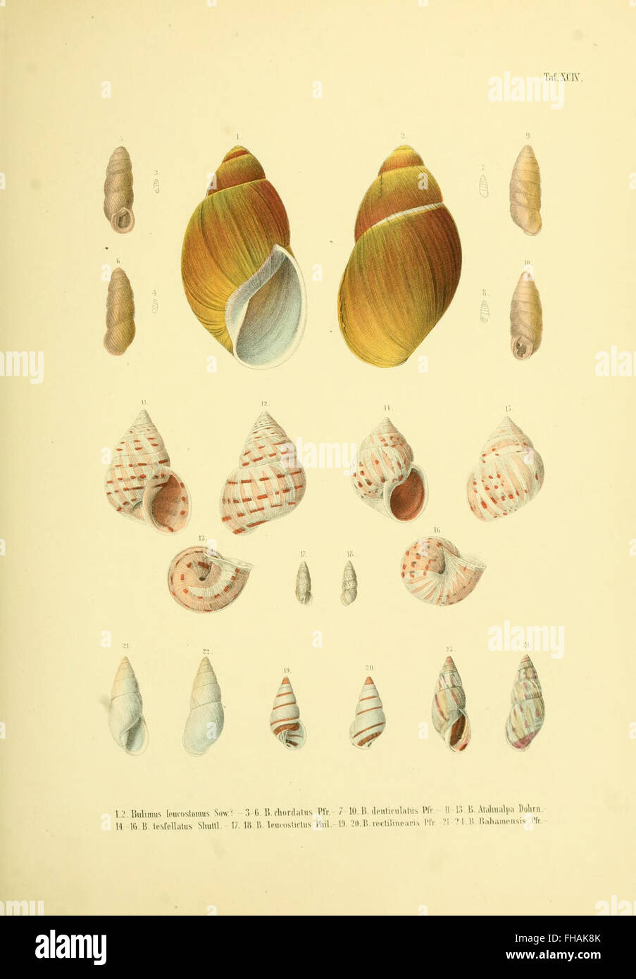 Novitates Conchologicae, a collection of mollusk illustrations and ...