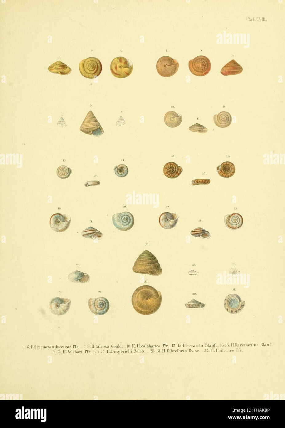 A pictorial collection of mollusk species from the Smithsonian ...