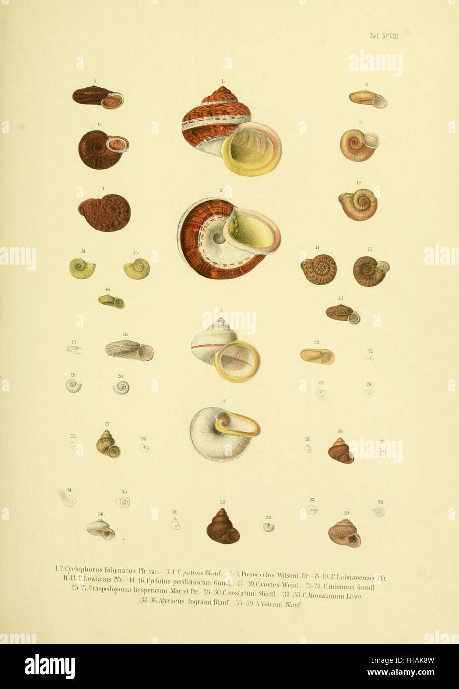 A catalog of mollusks with detailed illustrations, showcasing newly ...