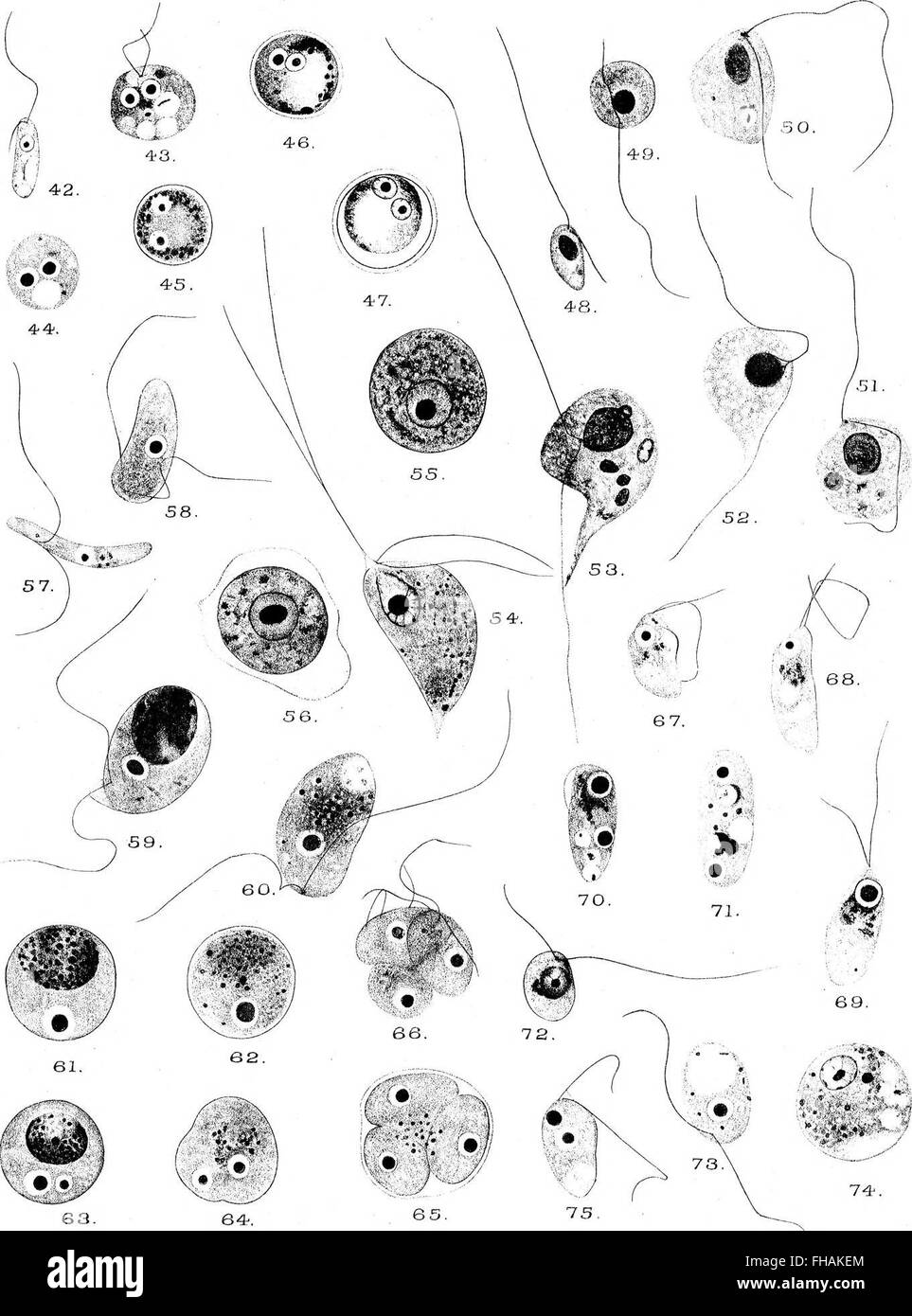 Flagellates hi-res stock photography and images - Alamy