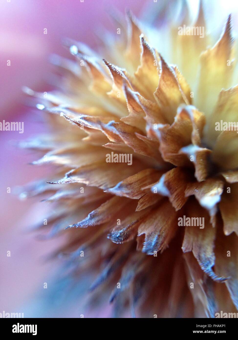 Flower seed pattern hi-res stock photography and images - Alamy