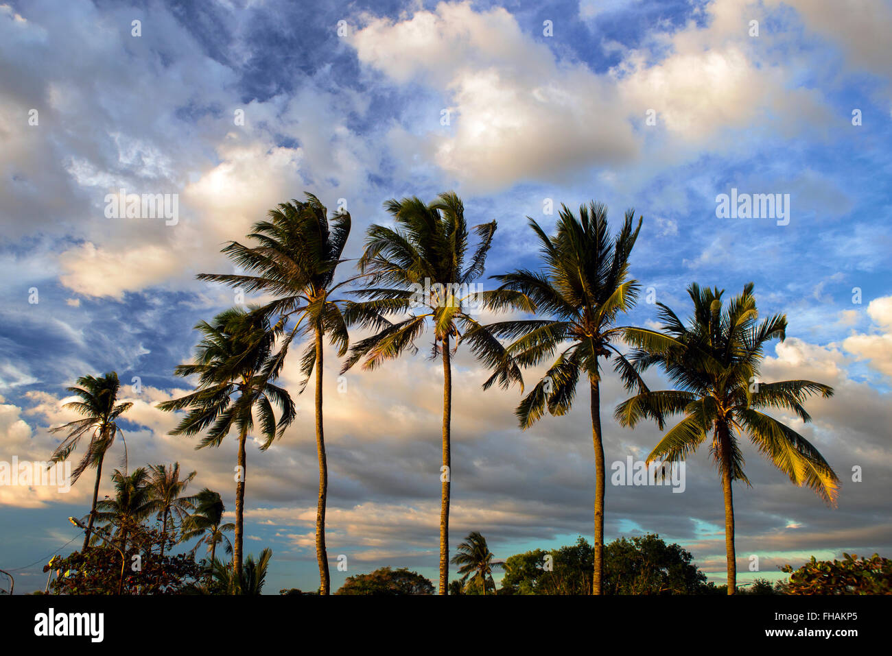 Palm trees on cloudy sky in Iloilo Philippines Stock Photo - Alamy