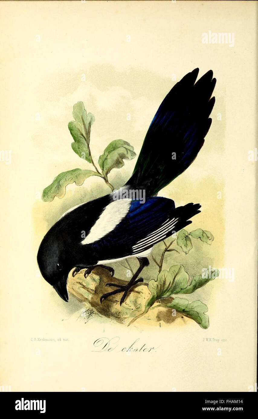 A Dutch work illustrating the common birds found in homes and gardens ...